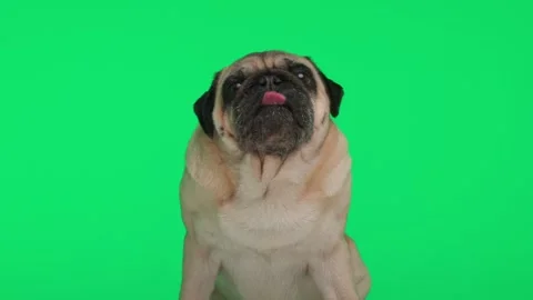 beautiful mops puppy looking up, sitting... | Stock Video | Pond5