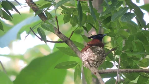beautiful mother female bird nesting bre... | Stock Video | Pond5