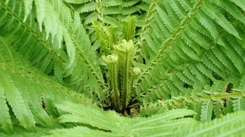 Beautiful mystical green fern. Magic wit... | Stock Video | Pond5