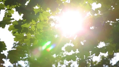 Beautiful natural green sunshine backgro... | Stock Video | Pond5
