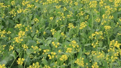 Mustard Yellow Background Stock Videos – Royalty-Free HD & 4K Videos ...