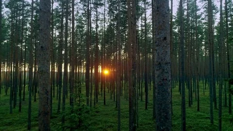 Beautiful nature forest long trees trunk... | Stock Video | Pond5