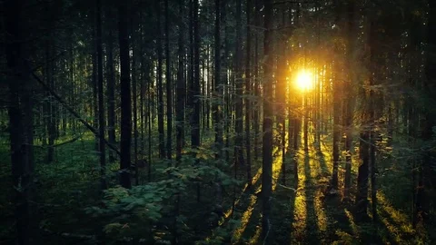 Beautiful nature pristine deep forest tr... | Stock Video | Pond5