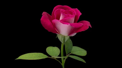 Pink Birthday Backdrop Stock Videos – Royalty-Free HD & 4K Videos