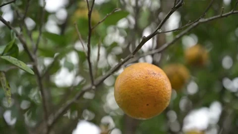 beautiful orange before being cut from t... | Stock Video | Pond5