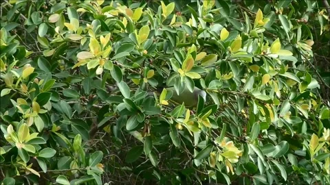 Beautiful Big Breaste Stock Videos – Royalty-Free HD & 4K Videos