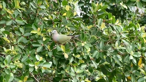 Beautiful Big Breaste Stock Videos – Royalty-Free HD & 4K Videos