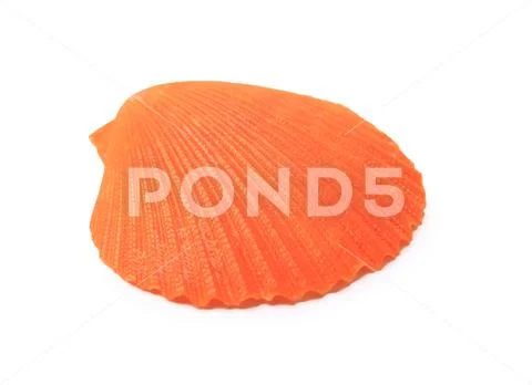 Beautiful orange seashell isolated on white. Beach object ~ Premium ...