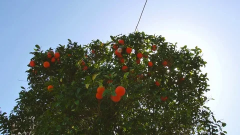 a beautiful orange tree and a sun lens f... | Stock Video | Pond5