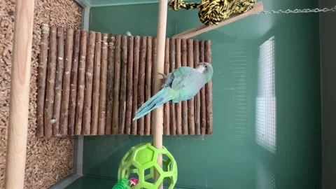 Parrot Flapping Wings Stock Footage ~ Royalty Free Stock Videos | Pond5