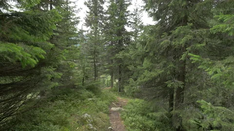 Beautiful path and valley inside a fores... | Stock Video | Pond5