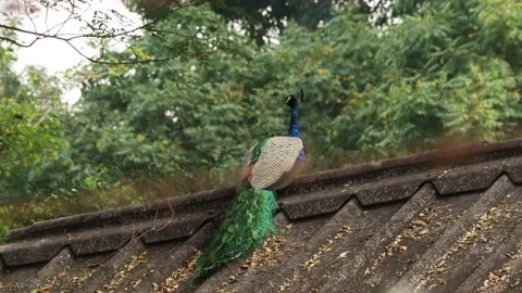 The beautiful peacock is sitting on the ... | Stock Video | Pond5