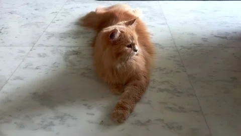 Beautiful Persian cat lying on marble fl... | Stock Video | Pond5