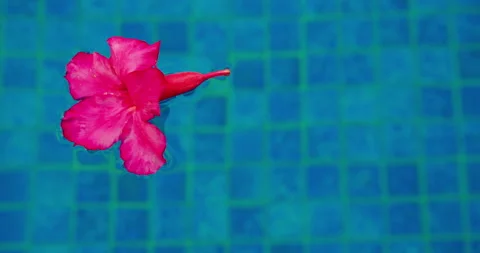 Rose Swimming Background Stock Videos – Royalty-Free HD & 4K Videos | Pond5