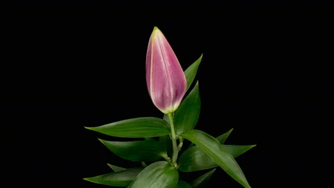 Beautiful pink Lily flower bud blooming ... | Stock Video | Pond5