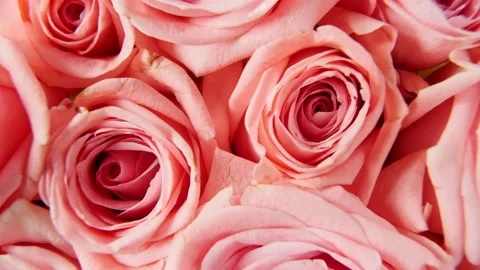 White Background Pink Stock Videos – Royalty-Free HD & 4K Videos