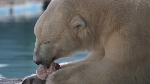Beautiful Portrait footage of female Pol... | Stock Video | Pond5