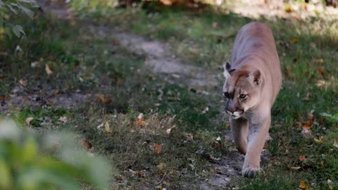 Beautiful Puma in autumn forest. America... | Stock Video | Pond5