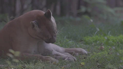 Beautiful Puma in forest. American couga... | Stock Video | Pond5