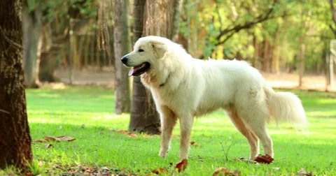 Beautiful pure bred dog outside in the o... | Stock Video | Pond5