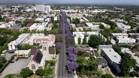 Jacaranda Stock Videos – Royalty-Free HD & 4K Videos