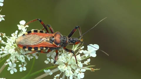 Beautiful Red Assassin Bug on white flow... | Stock Video | Pond5
