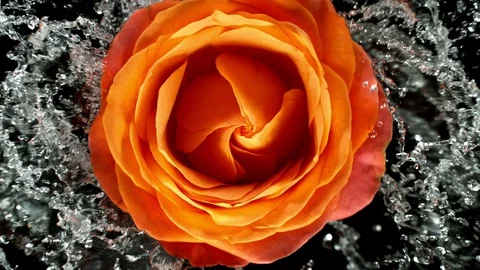 Beautiful red rose bloom rotation with w... | Stock Video | Pond5