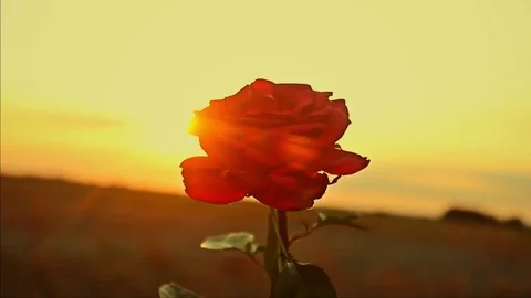 Beautiful red rose on a sunset backgroun... | Stock Video | Pond5