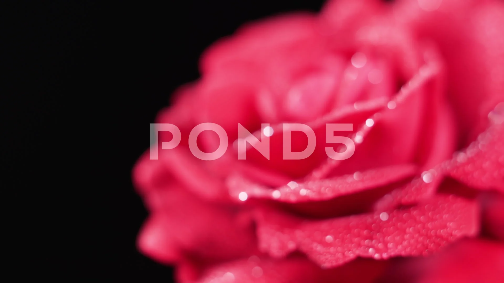 Beautiful Red Roses With Water Droplets