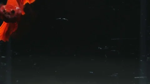 beautiful red siamese fighting fish on b... | Stock Video | Pond5