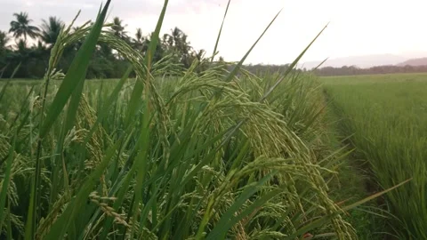 Beautiful ripe rice crops on gorgeous ri... | Stock Video | Pond5