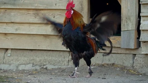 Rooster Stock Video Footage | Royalty Free Rooster Videos | Pond5