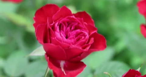 beautiful roses flowers in a windy day. | Stock Video | Pond5