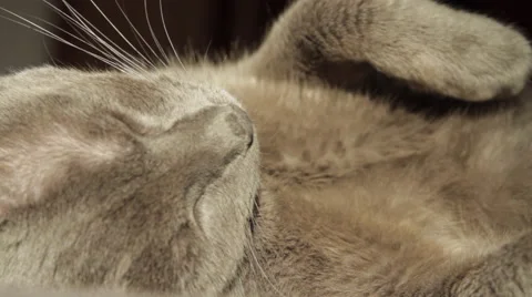 Sleeping In Russian Stock Videos – Royalty-Free HD & 4K Videos | Pond5