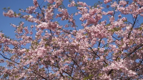 Blossom Tree Drawing Stock Videos – Royalty-Free HD & 4K Videos | Pond5