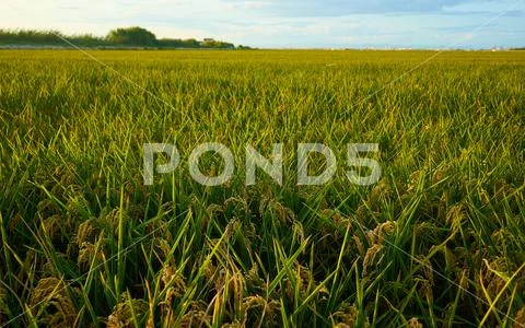 Beautiful scenery of a green field with clear blue sky on the horizon ...