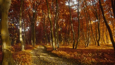Beautiful scenery of orange trees with p... | Stock Video | Pond5