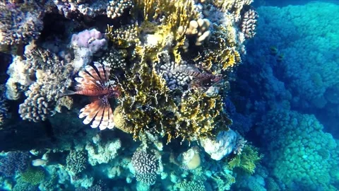 Beautiful schools of fish swim in the Re... | Stock Video | Pond5