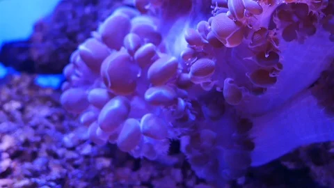Beautiful sea flower in underwater world... | Stock Video | Pond5