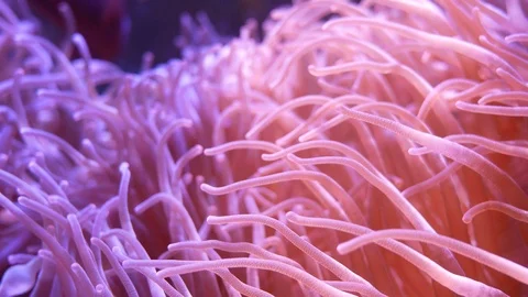 Beautiful sea flower in underwater world... | Stock Video | Pond5