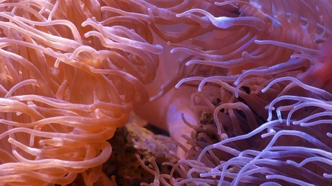 Beautiful sea flower in underwater world... | Stock Video | Pond5