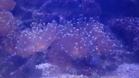 Beautiful sea flower in underwater world... | Stock Video | Pond5
