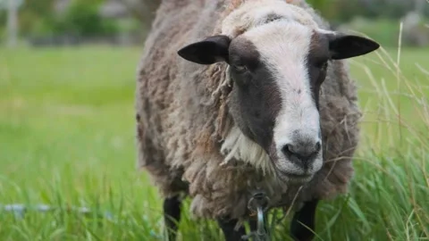 Beautiful sheep in a green field close-u... | Stock Video | Pond5