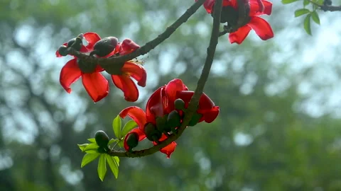 Beautiful Shimul or Red silk-cotton tree... | Stock Video | Pond5