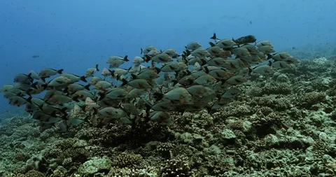 Beautiful shoal of Maori snapper fish in... | Stock Video | Pond5