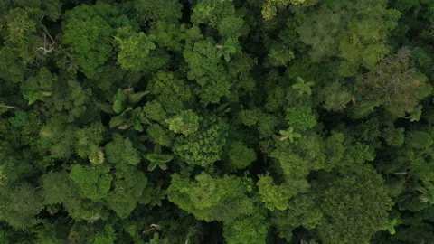 Amazon Rainforest Ecuador Stock Video Footage | Royalty Free Amazon ...