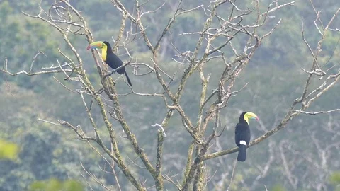 Kill Shot Stock Videos – Royalty-Free HD & 4K Videos