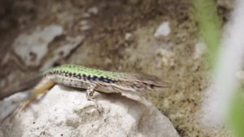 Beautiful Creature Stock Videos – Royalty-Free HD & 4K Videos