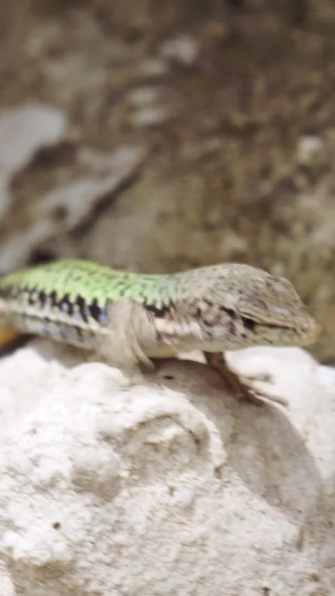 Beautiful Creature Stock Videos – Royalty-Free HD & 4K Videos