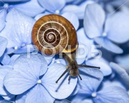 Beautiful snail close up on a huge, blue flower. Brown snail out of its ...